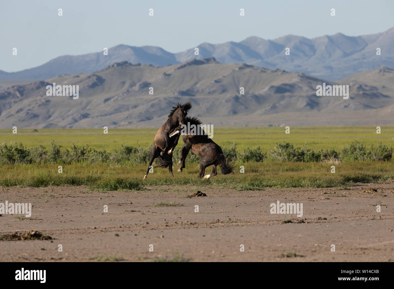 Wild Horse Stallions Fighting Stock Photo - Alamy