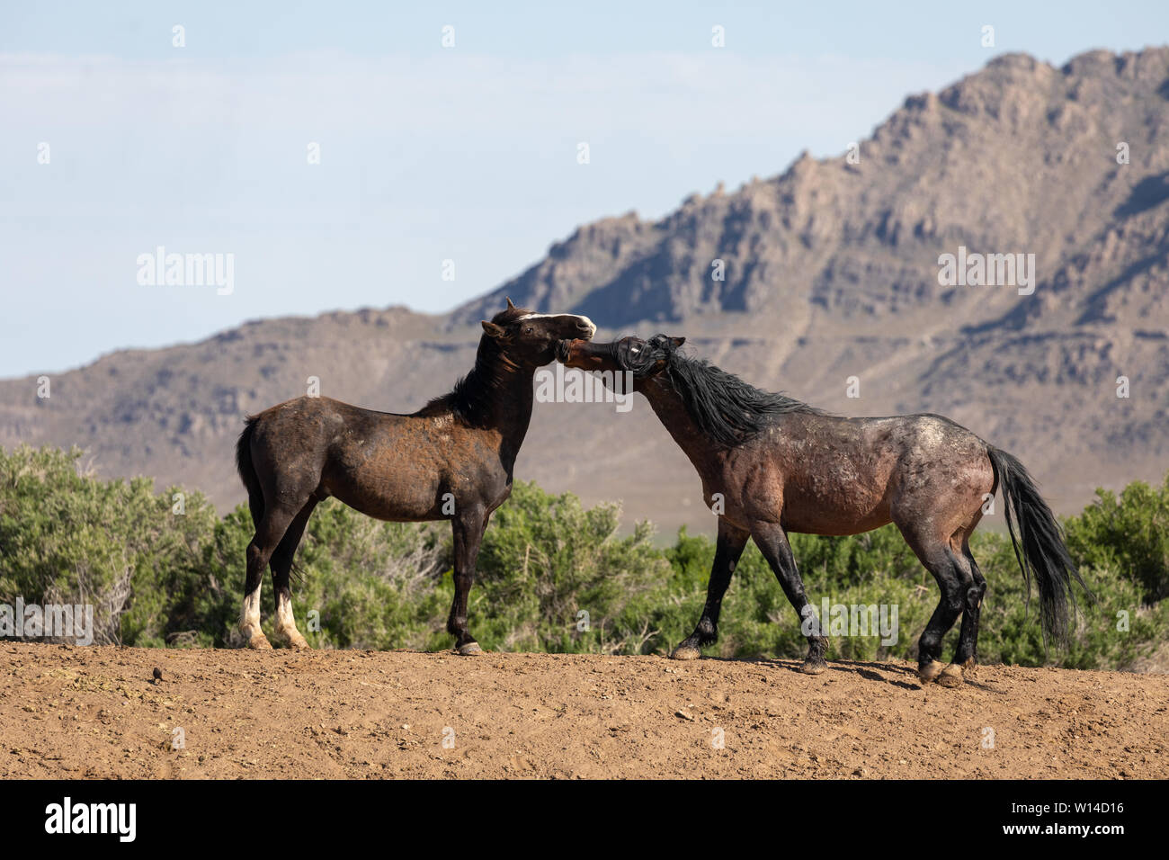 Wild Horse Stallions Fighting Stock Photo - Alamy