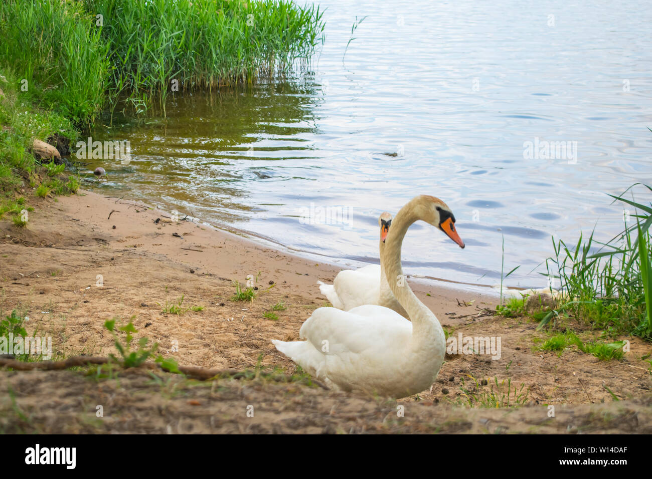 Swan Barn High Resolution Stock Photography and Images - Alamy