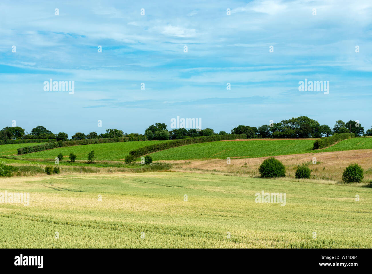 Farmland with windbreak hedges Stock Photo - Alamy