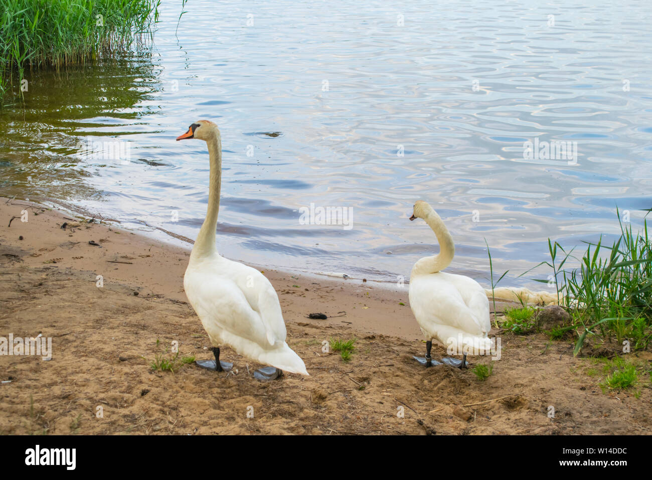 Swan Barn High Resolution Stock Photography and Images - Alamy