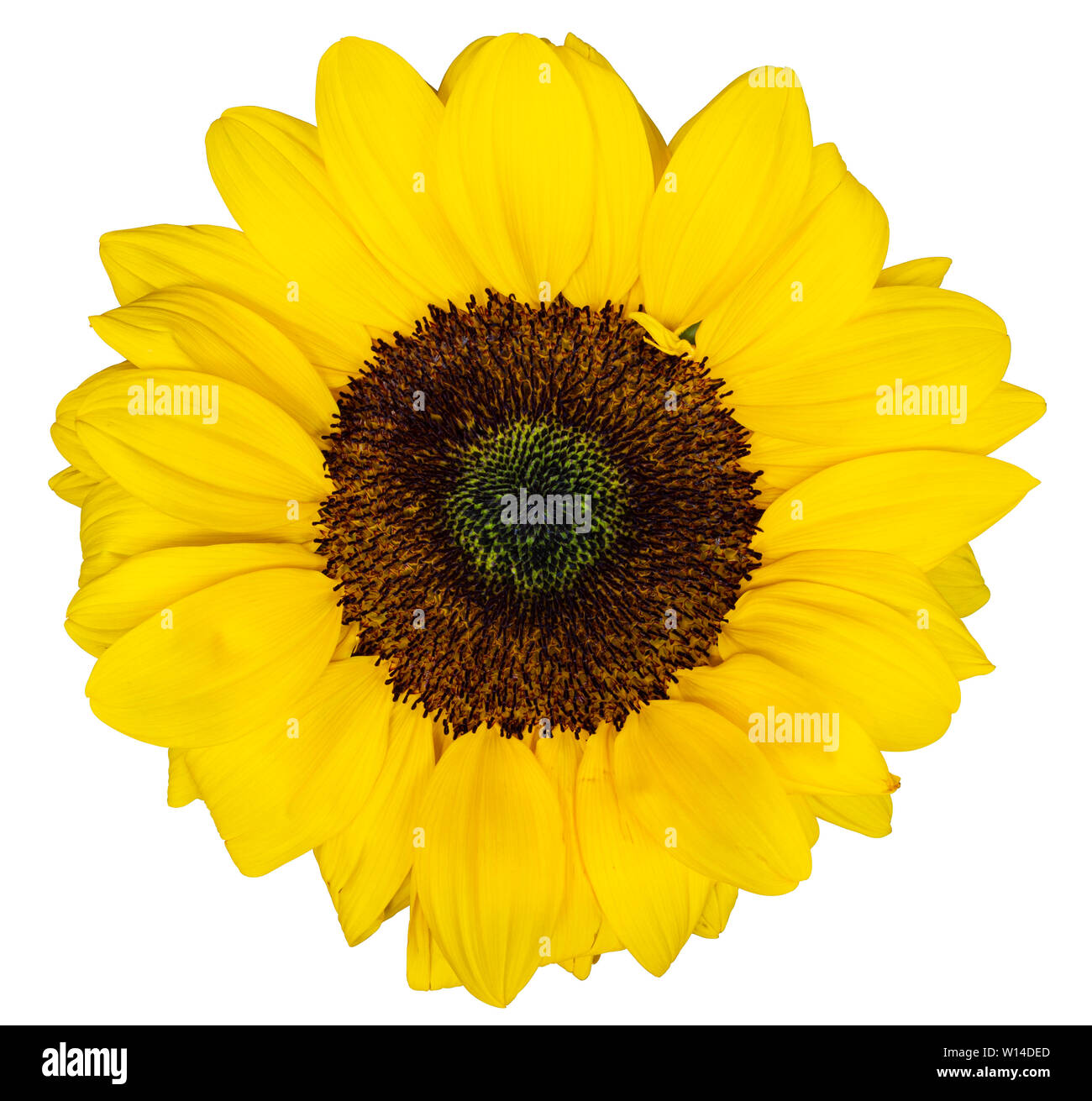 Small sunflower flower isolated on white background Stock Photo - Alamy