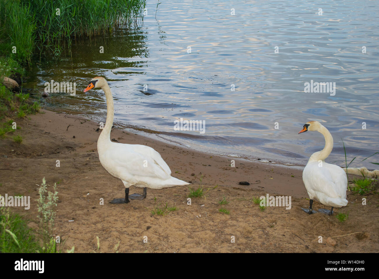 Swan Barn High Resolution Stock Photography and Images - Alamy