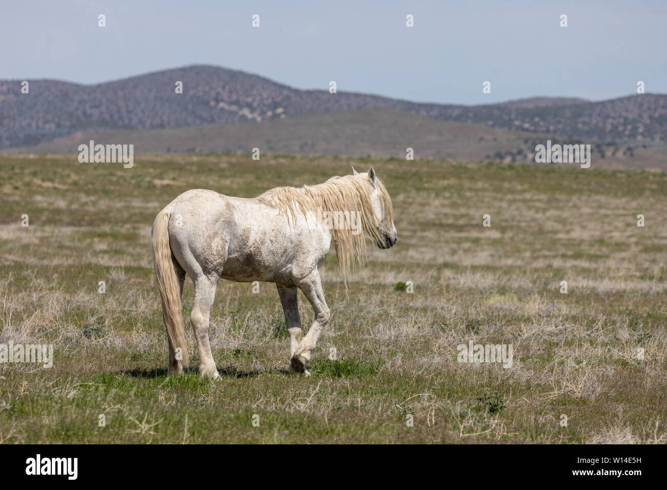 Beautiful Wild Horse Stallion Stock Photo - Alamy