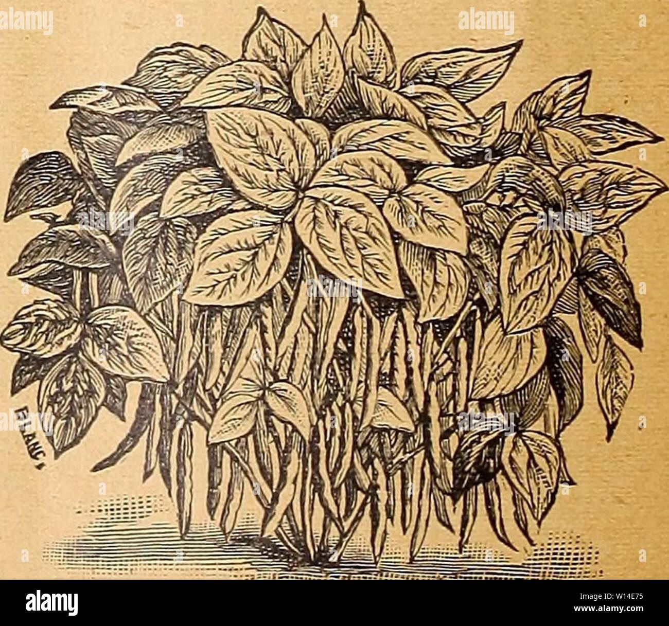 New early pea prosperity hi-res stock photography and images - Alamy