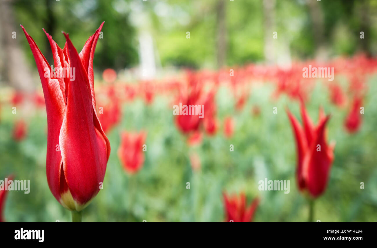 Red tulip close-up in tulip field green background Stock Photo - Alamy