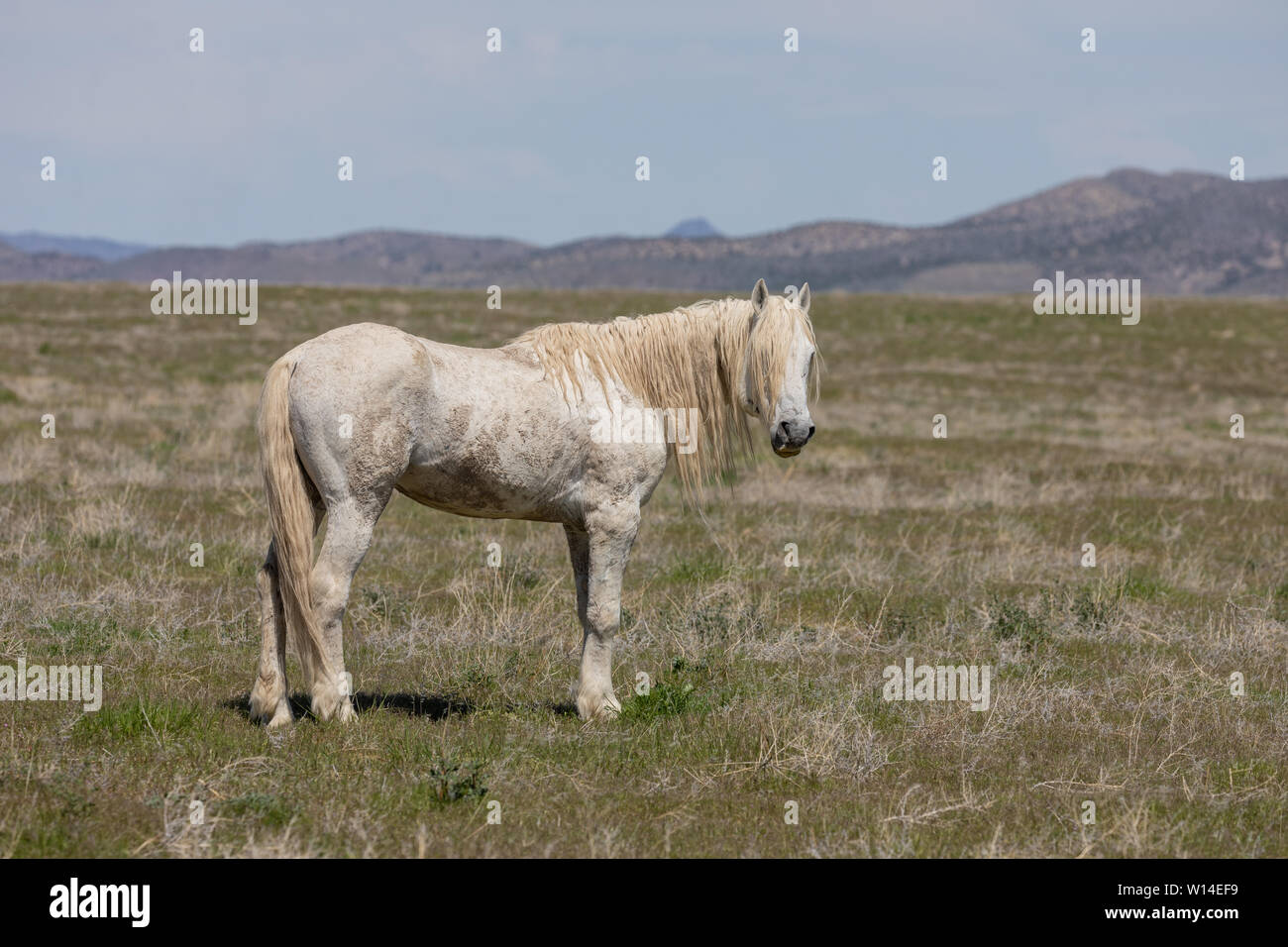 Beautiful Wild Horse Stallion Stock Photo - Alamy