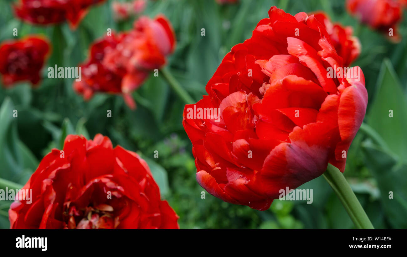 Red tulip close-up in tulip field green background Stock Photo - Alamy