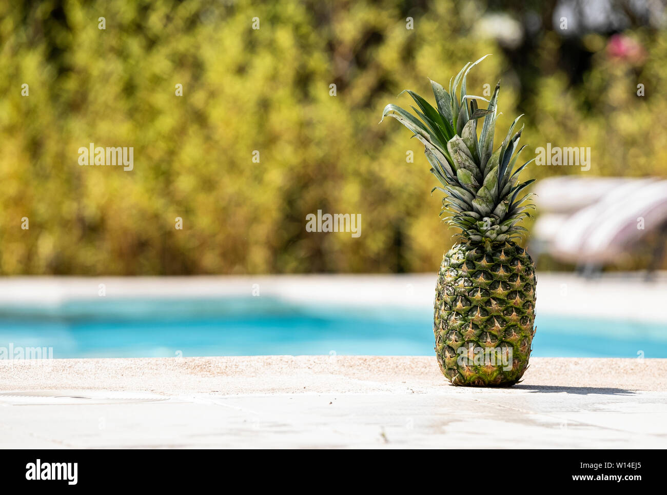 Pineapple on the edge of a swimming pool Stock Photo - Alamy