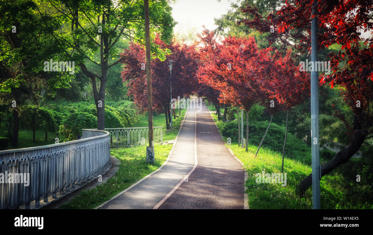 Bicycle alley path on park Stock Photo - Alamy