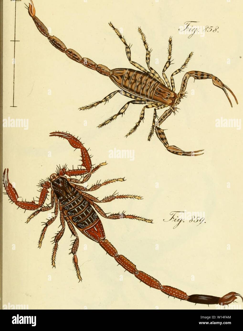 Archive image from page 12 of Die Arachniden Getreu nach Stock Photo ...