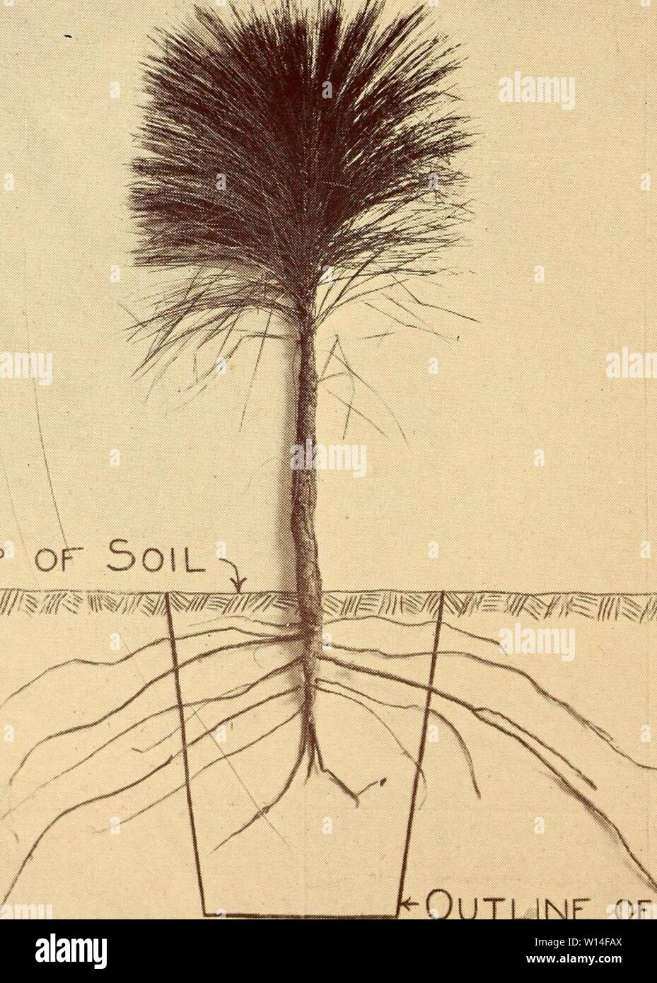 Archive image from page 13 of A device for safely transplanting. A ...