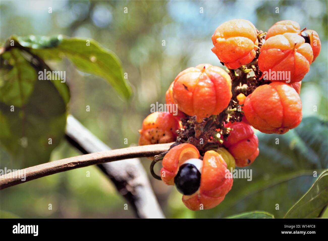 Guarana hi-res stock photography and images - Alamy