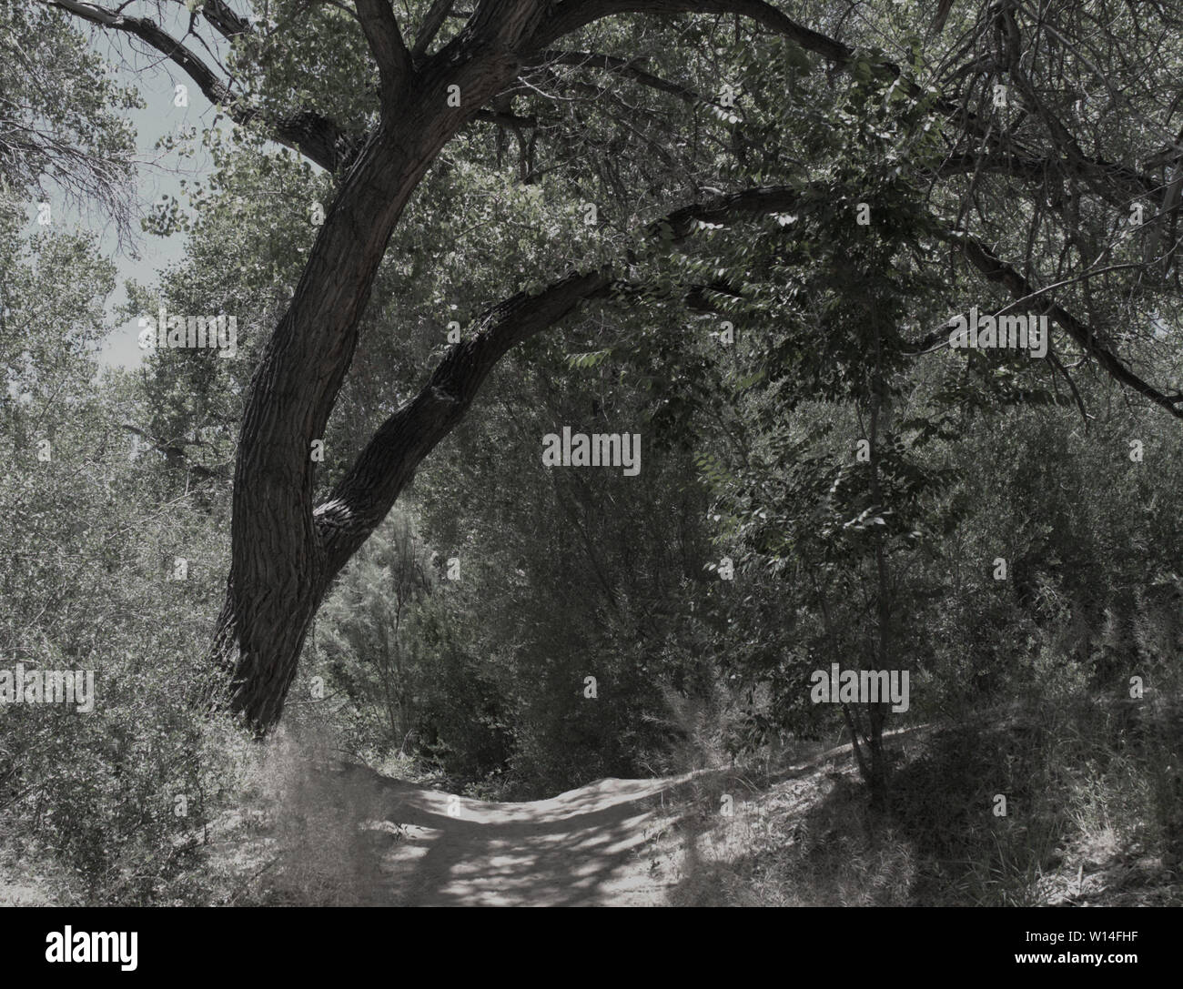 Wooded path hi-res stock photography and images - Alamy