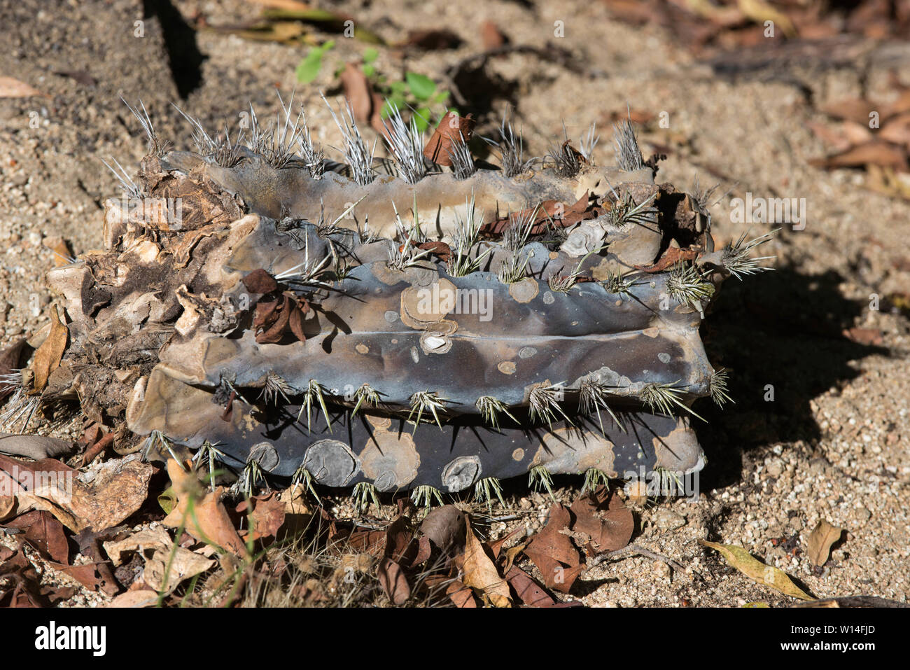 Playa Mayto, Jalisco. Mexico Stock Photo - Alamy