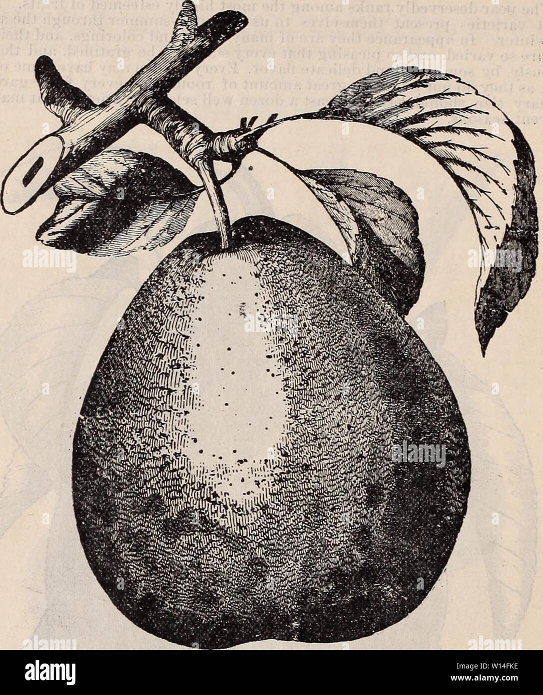 Pears annual hi-res stock photography and images - Alamy