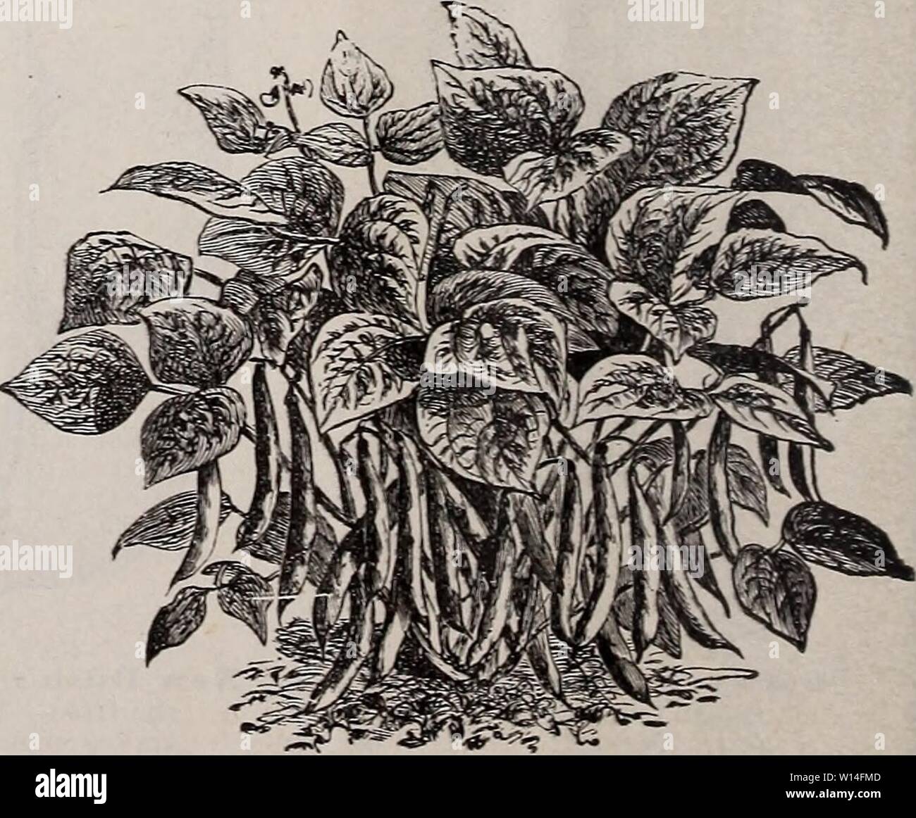 Waxy appearance hi-res stock photography and images - Alamy