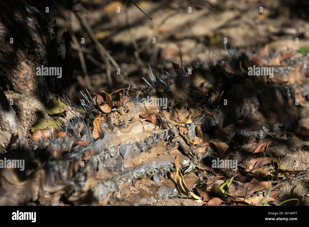 Mayto beach hi-res stock photography and images - Alamy