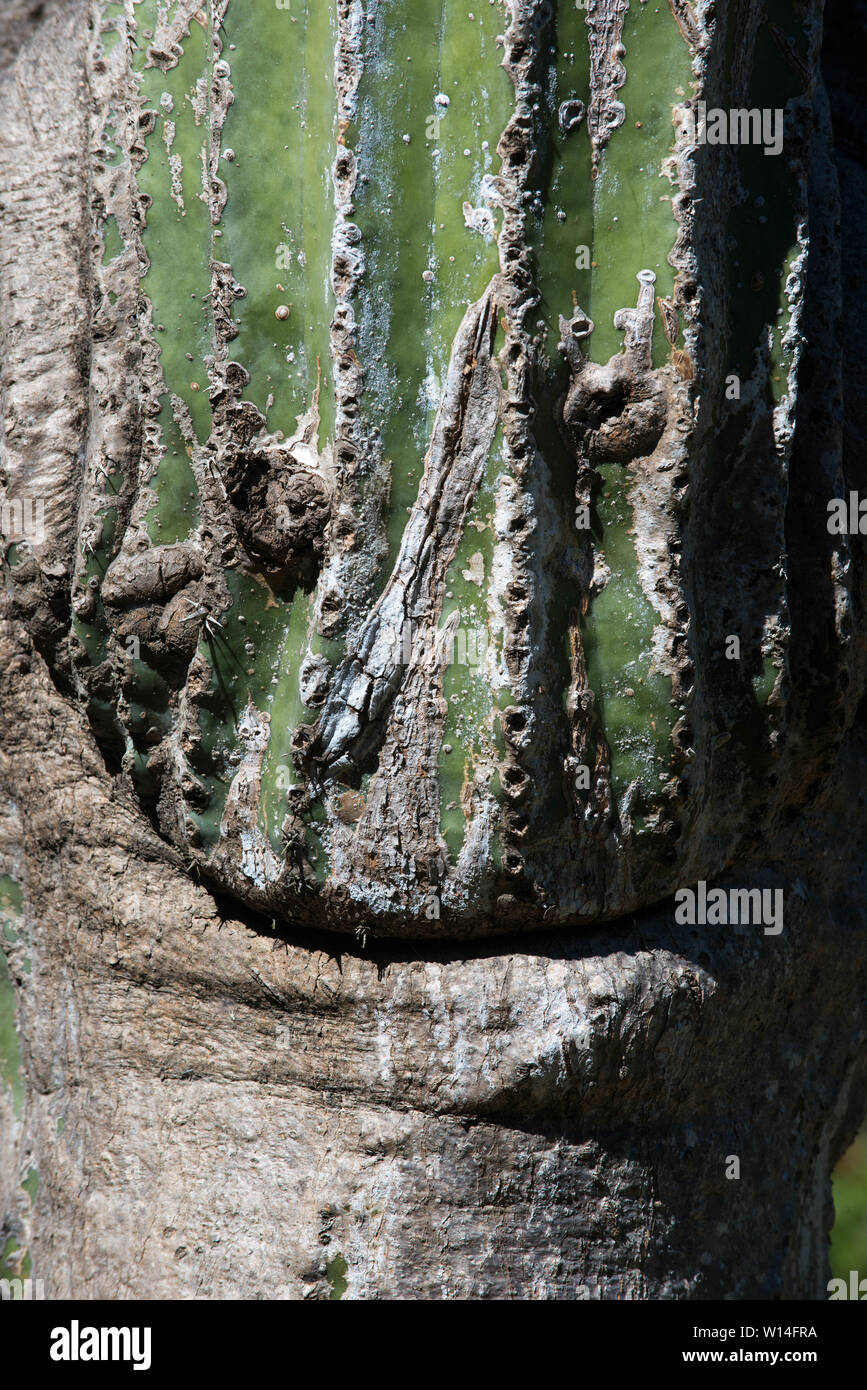 Playa Mayto, Jalisco. Mexico Stock Photo - Alamy