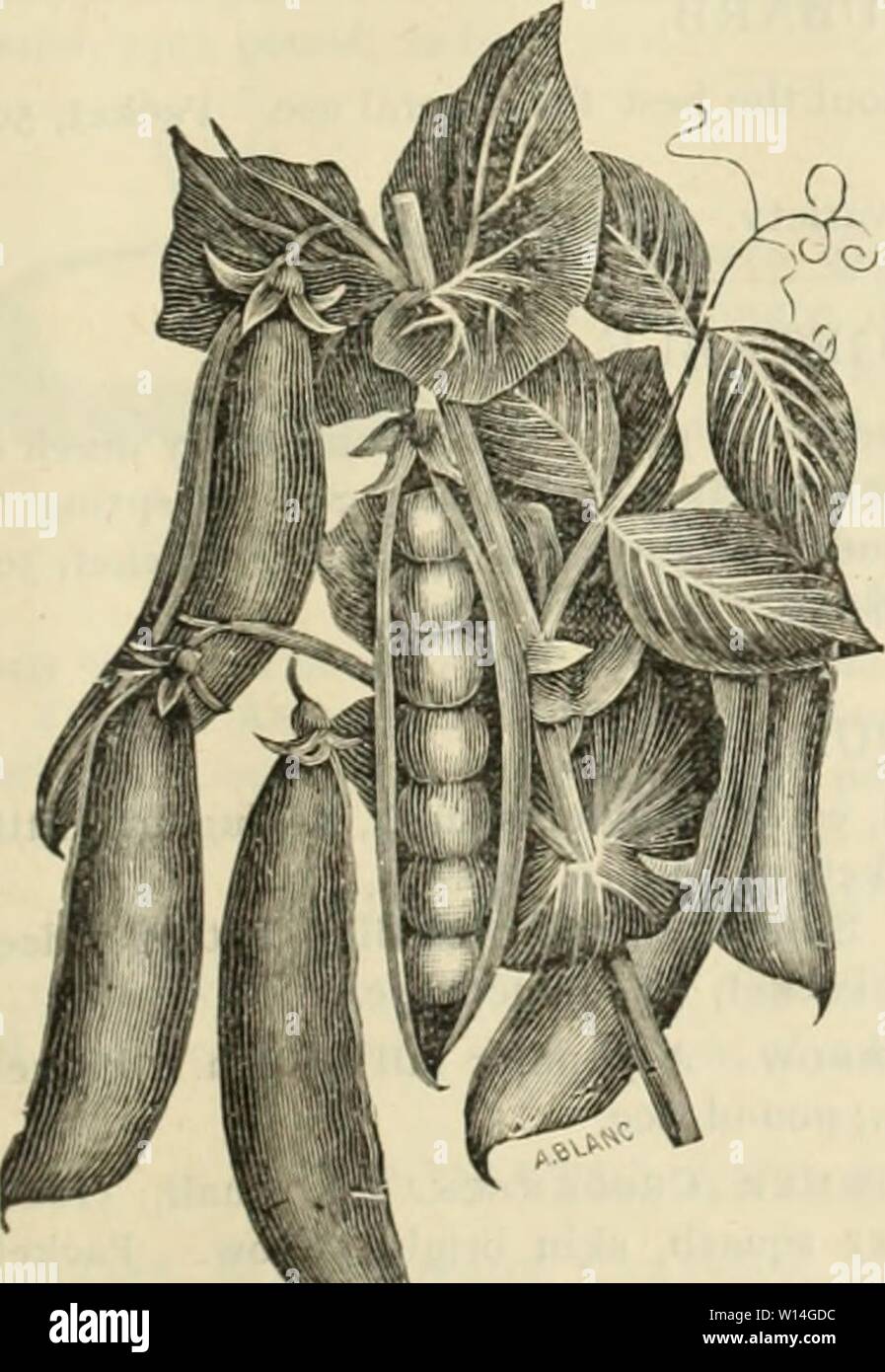 Seed pods from evergreen trees hi-res stock photography and images - Alamy