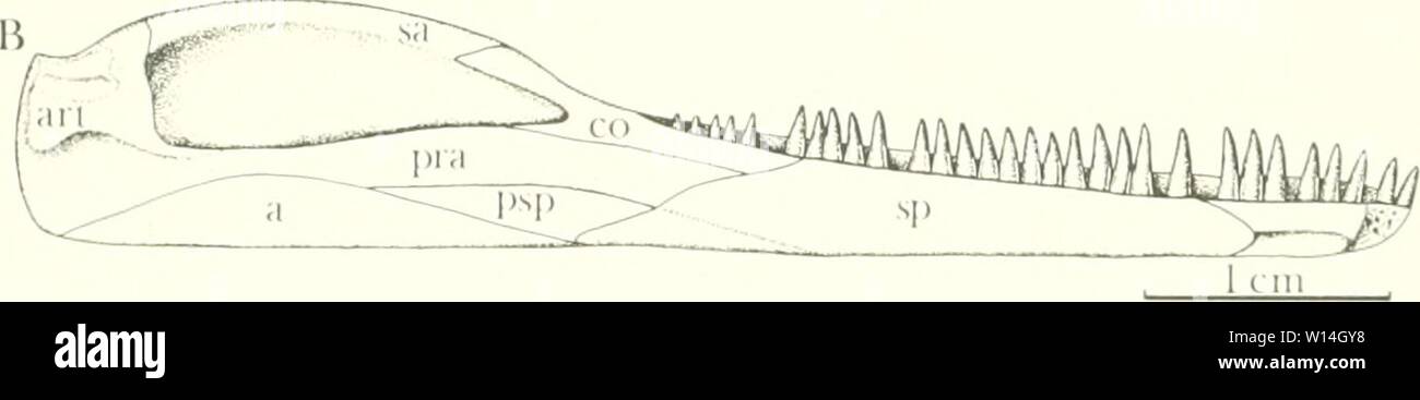 Diapsid hi-res stock photography and images - Alamy