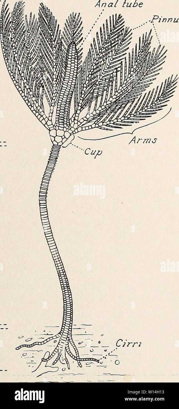 Archive image from page 14 of The Devonian crinoids of the Stock Photo ...