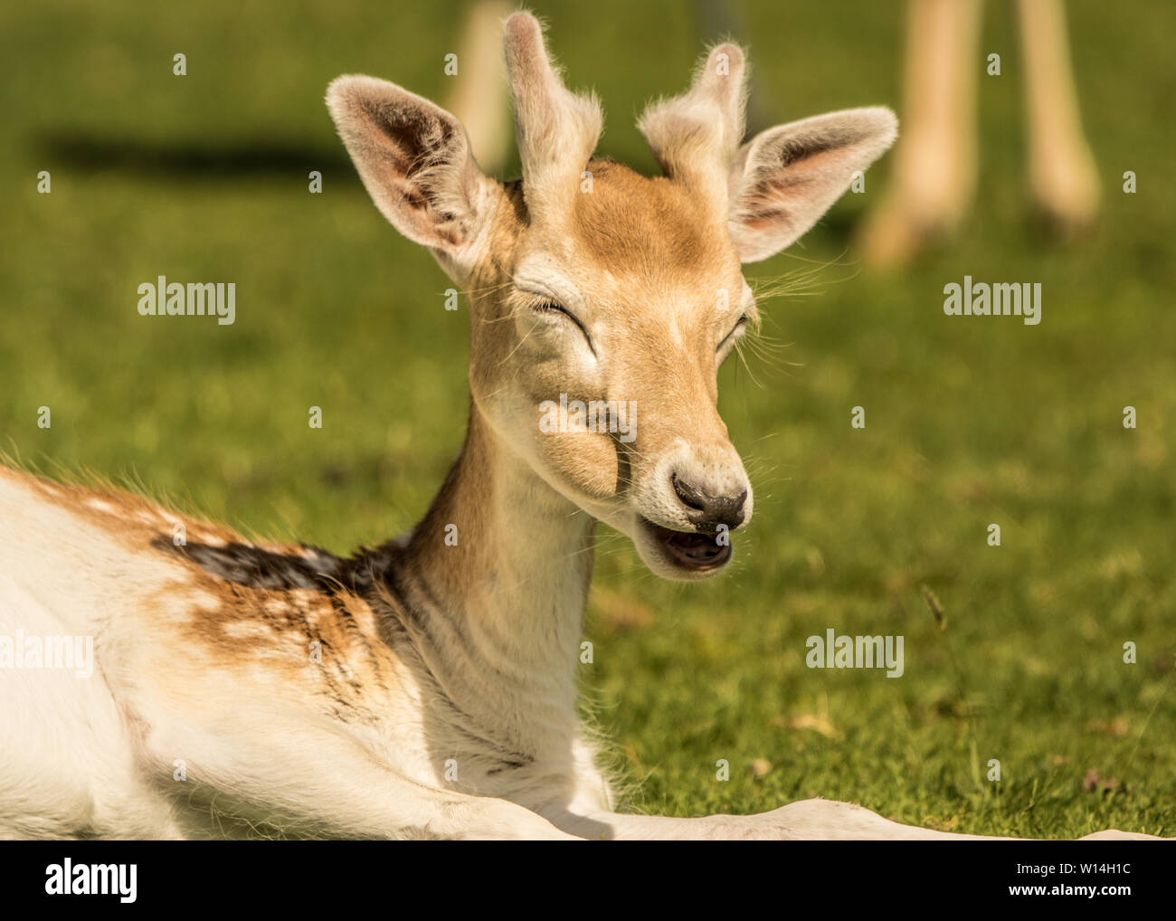 Fallow deer stag in parkland hi-res stock photography and images - Alamy