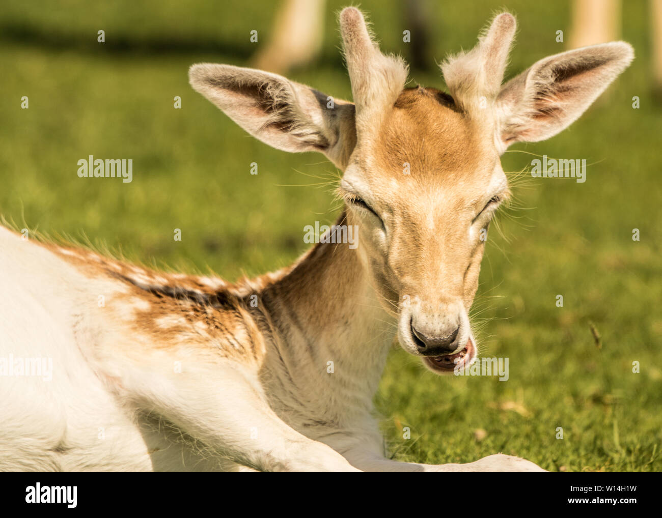Fallow deer portrait Stock Photo - Alamy