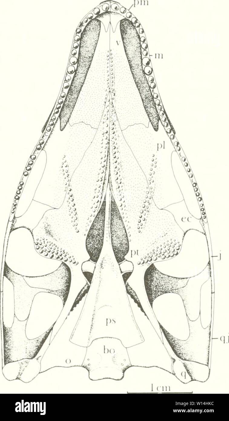 Diapsid skull hi-res stock photography and images - Alamy