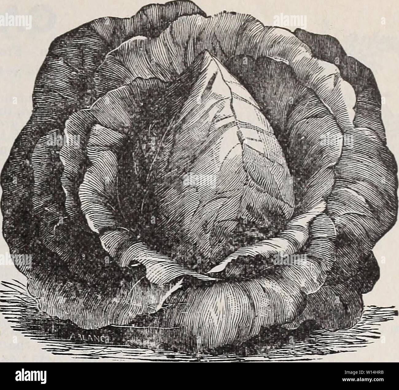 Filderkraut cabbage hi-res stock photography and images - Alamy