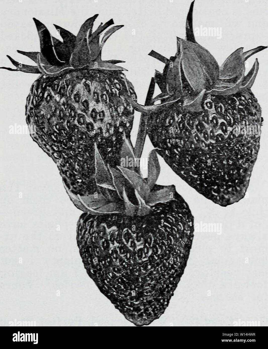 Archive image from page 16 of Descriptive strawberry plant catalog of ...