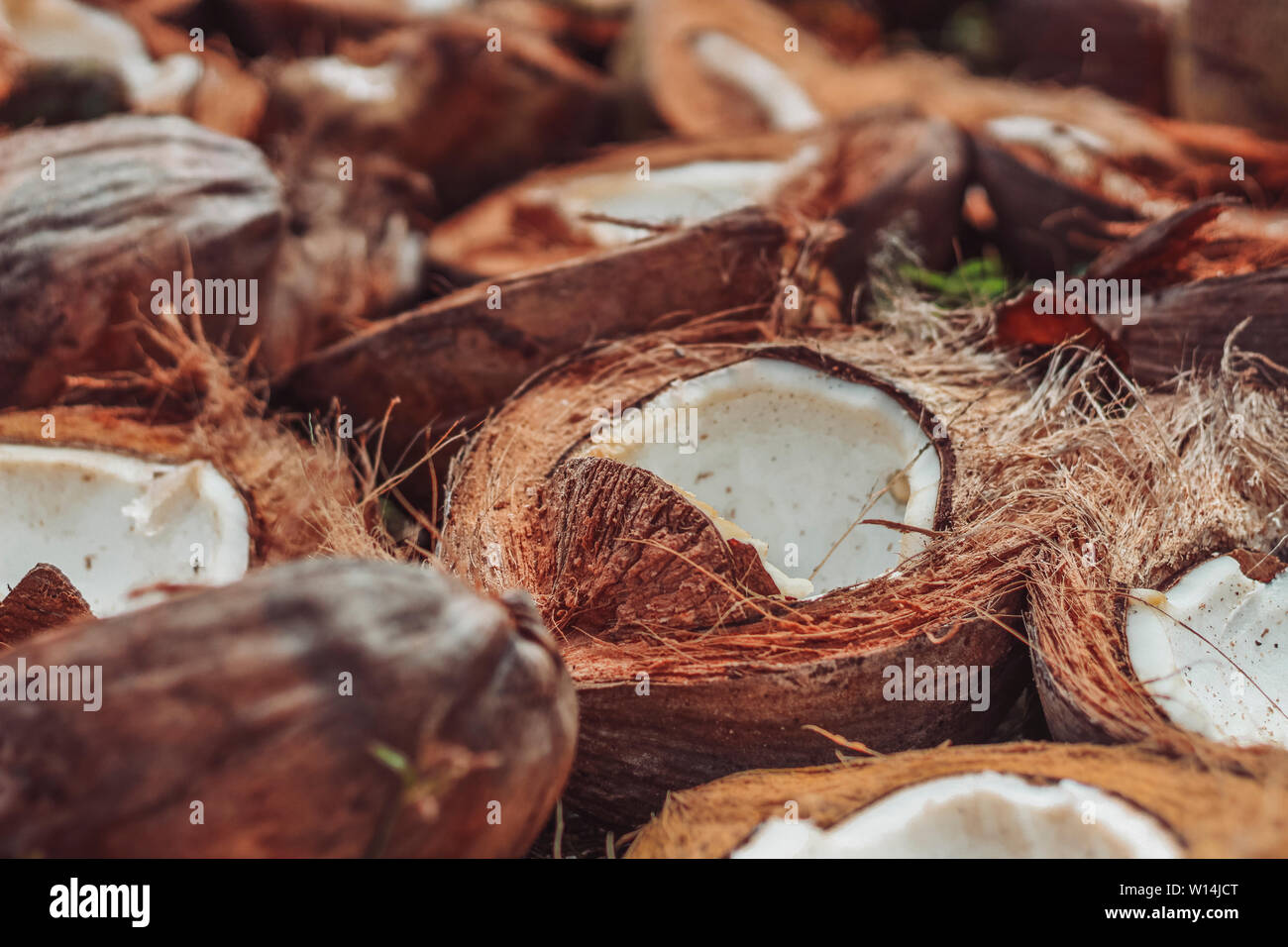 Philippines coconut tree hi-res stock photography and images - Alamy