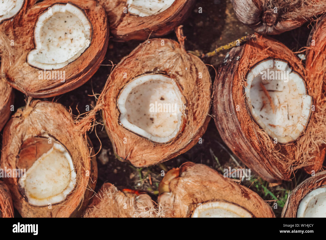 Philippines coconut tree hi-res stock photography and images - Alamy