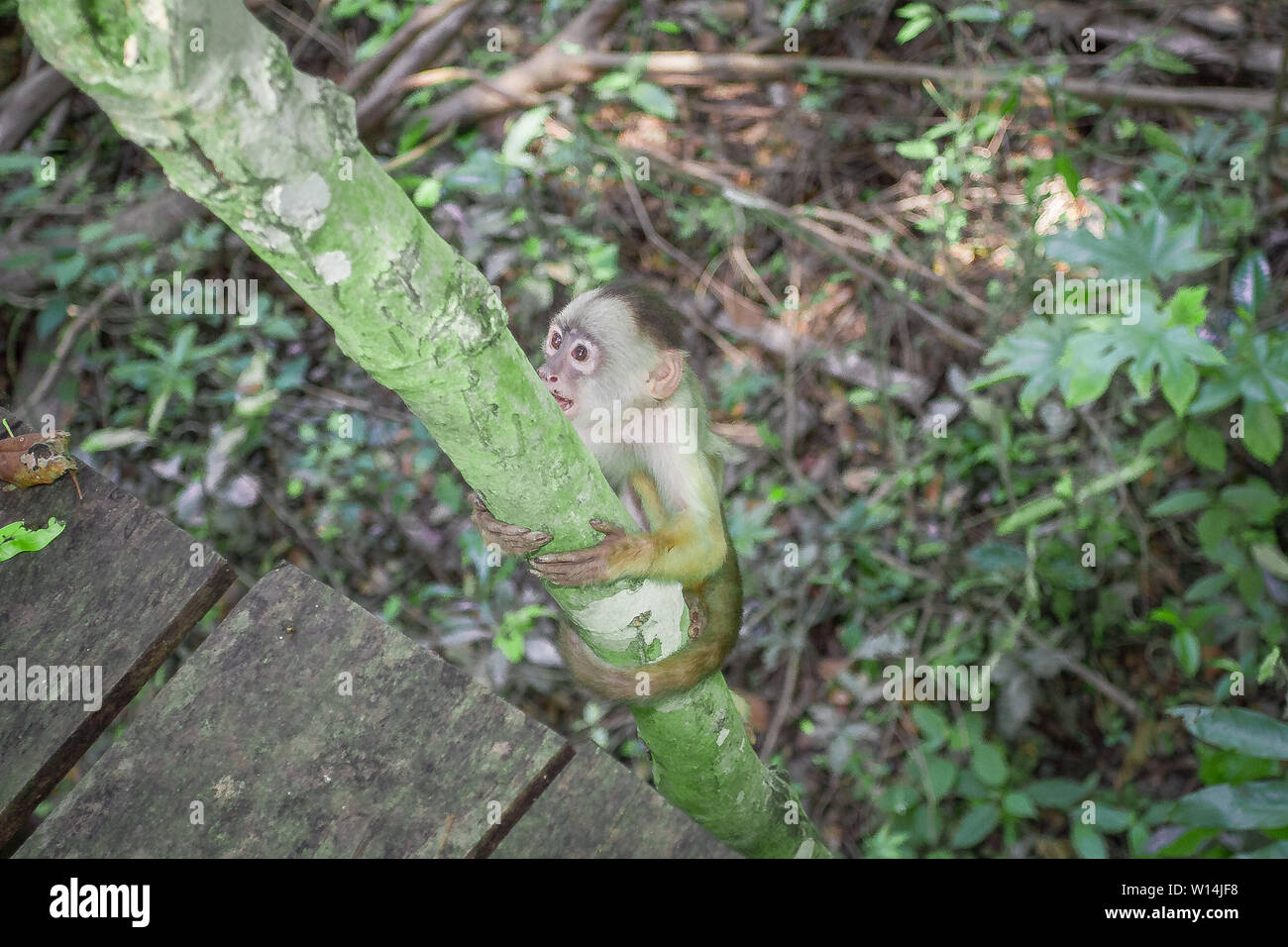 Amazon monkey hi-res stock photography and images - Alamy