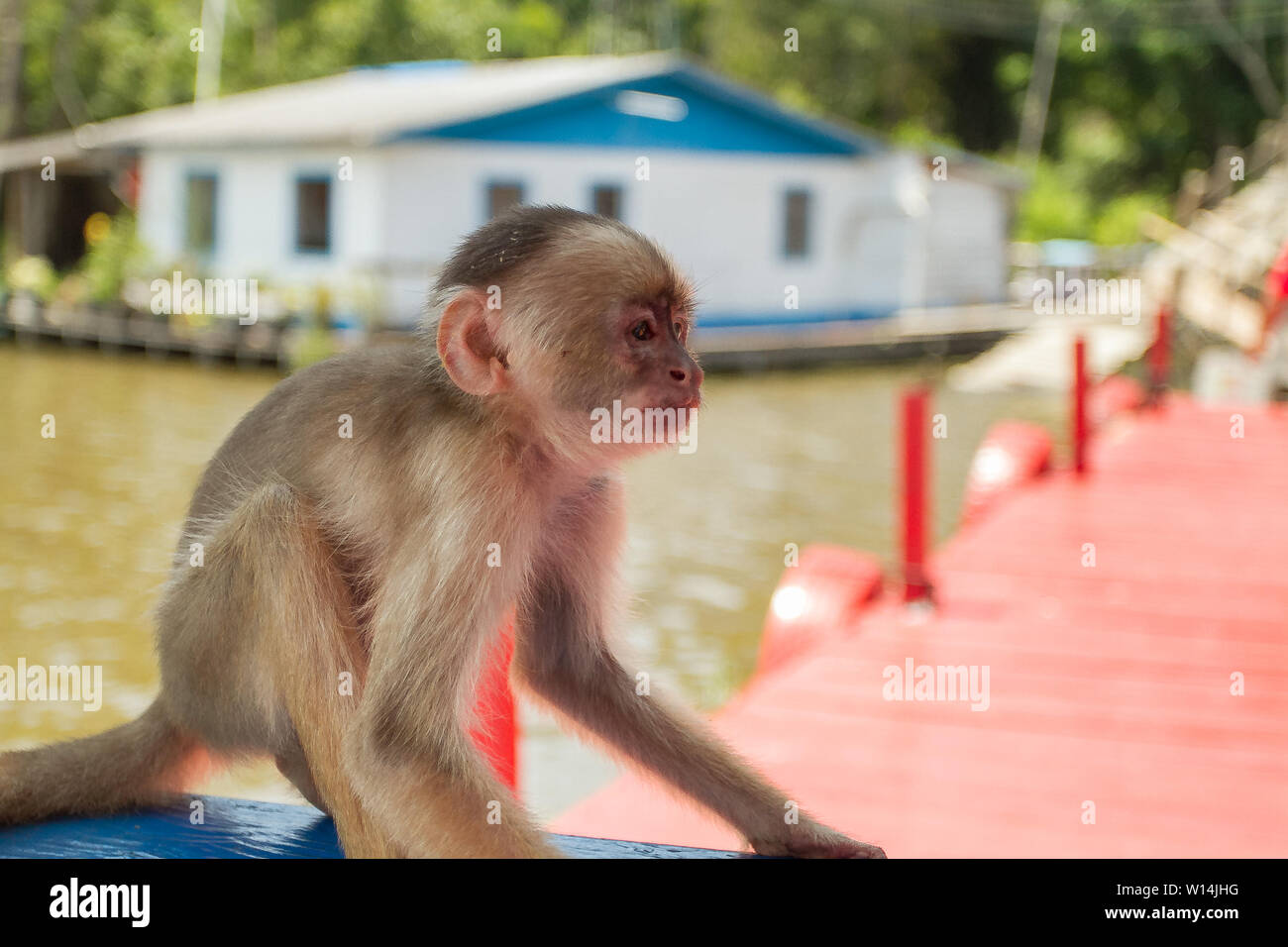 Amazon Monkey - Amazonas - Brazil Stock Photo - Alamy