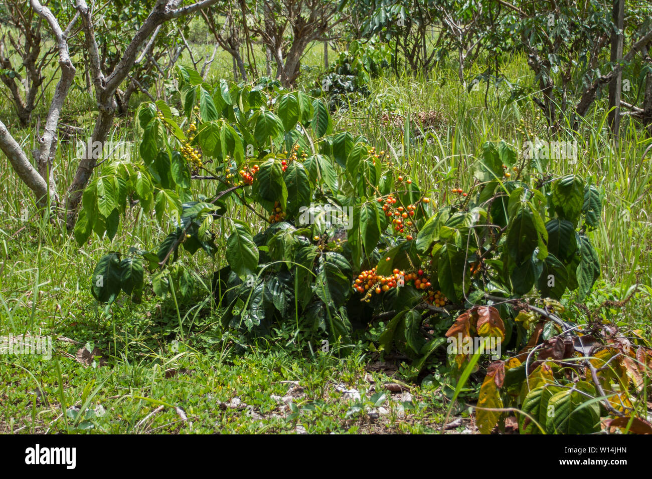 Guarana - Amazon Fruit - Amazonas - Brazil Stock Photo - Alamy