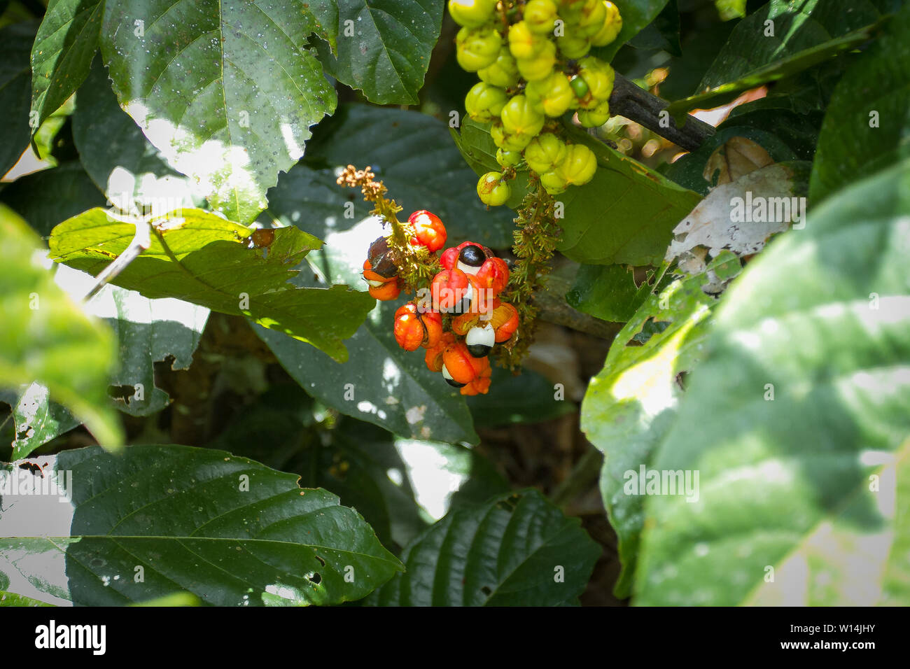 Guarana fruit hi-res stock photography and images - Alamy