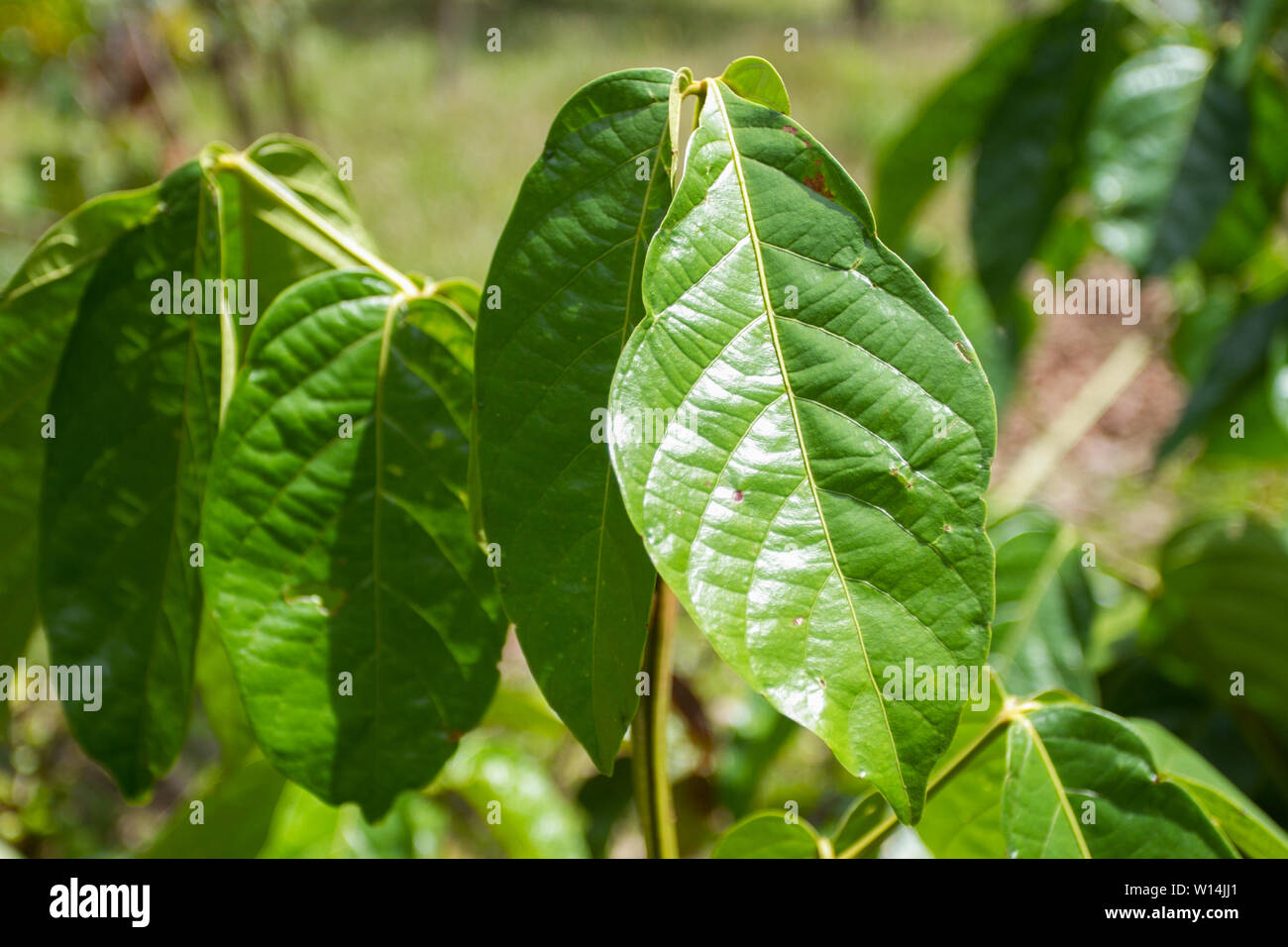 Guarana - Amazon Fruit - Amazonas - Brazil Stock Photo - Alamy