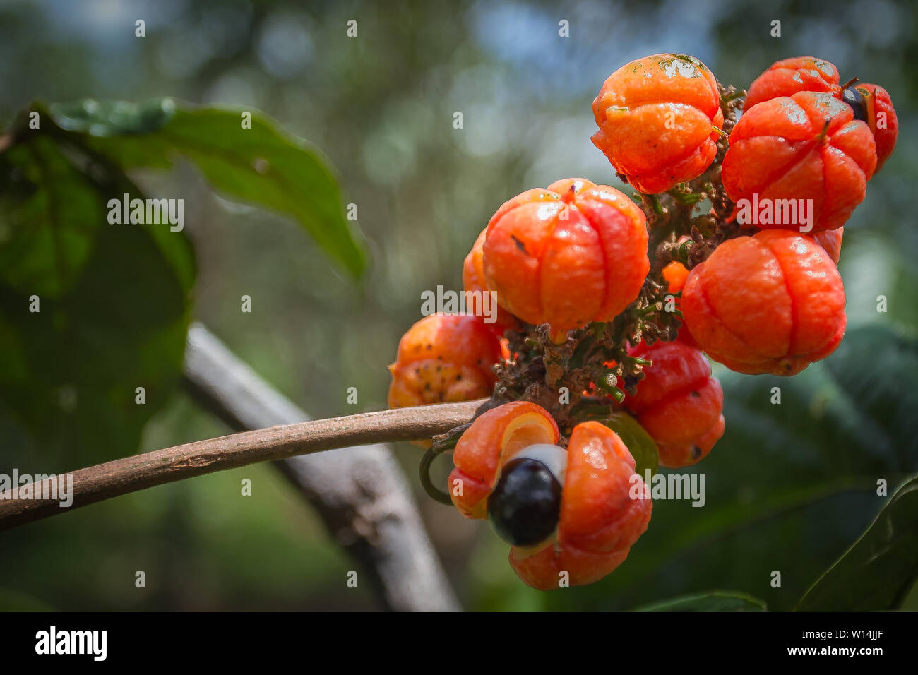 Guarana - Amazon Fruit - Amazonas - Brazil Stock Photo - Alamy