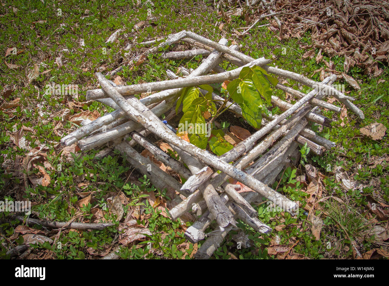Guarana - Amazon Fruit - Amazonas - Brazil Stock Photo - Alamy