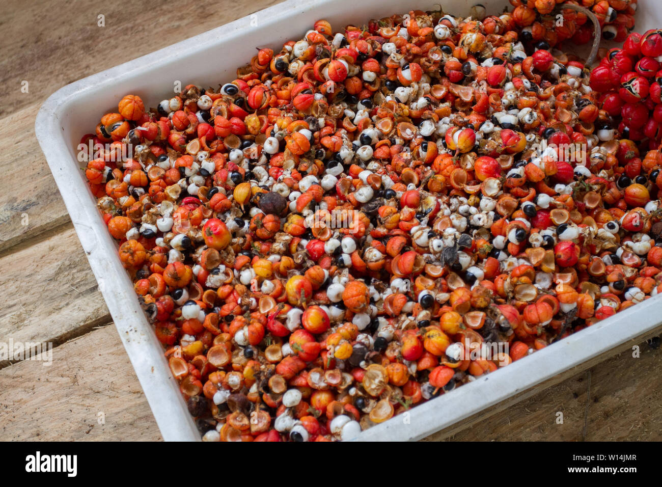 Guarana - Amazon Fruit - Amazonas - Brazil Stock Photo - Alamy