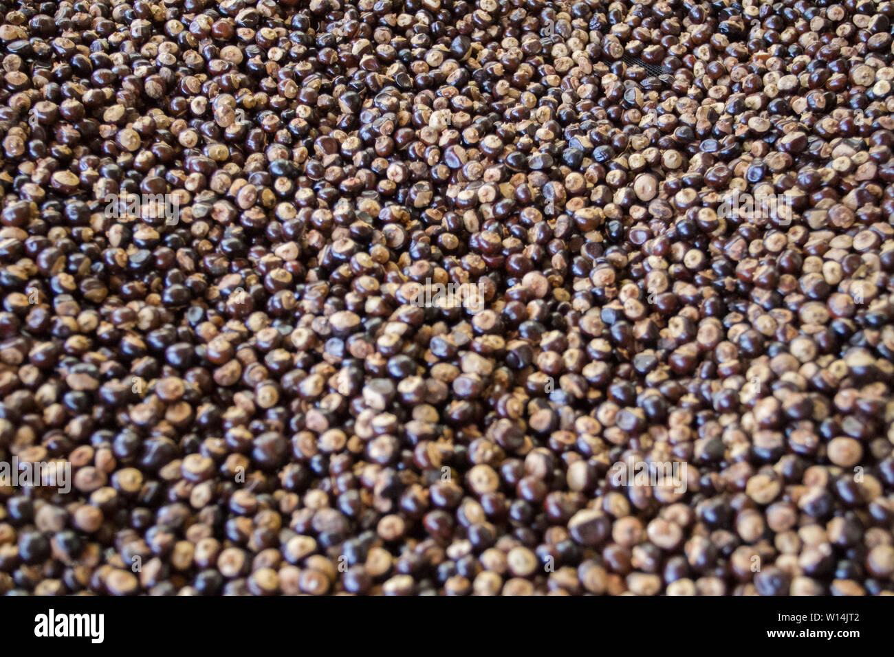 Guarana fruit hi-res stock photography and images - Alamy