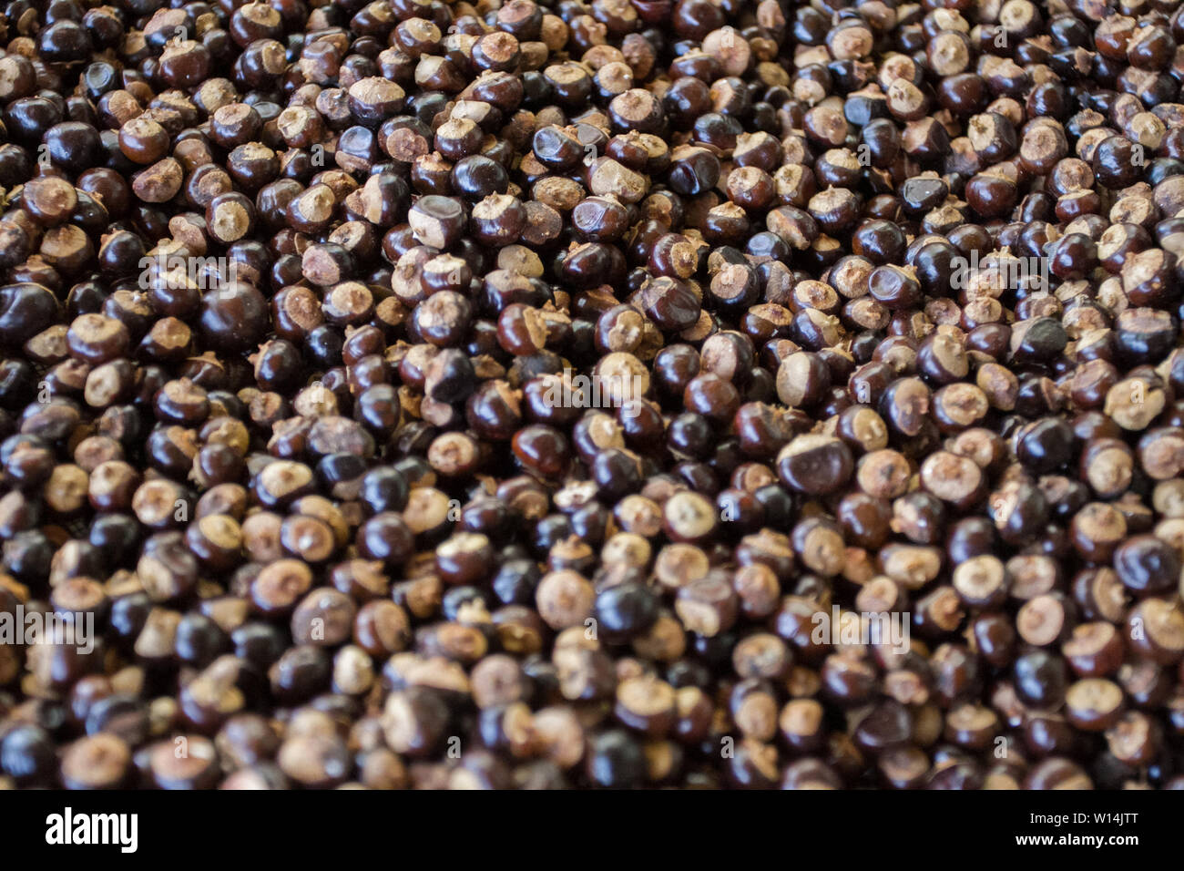 Guarana - Amazon Fruit - Amazonas - Brazil Stock Photo - Alamy