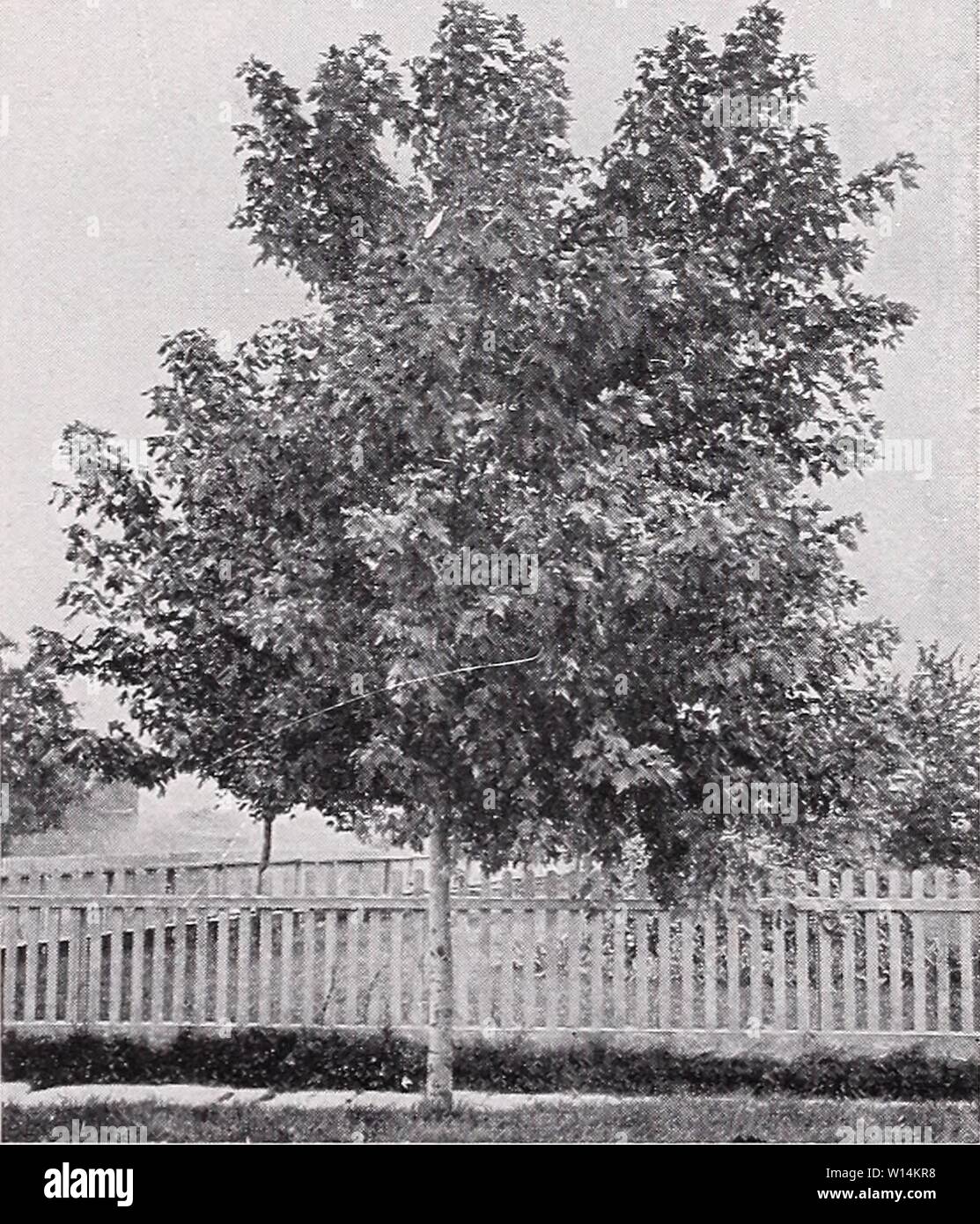 Maple tree climbing plants hi-res stock photography and images - Alamy