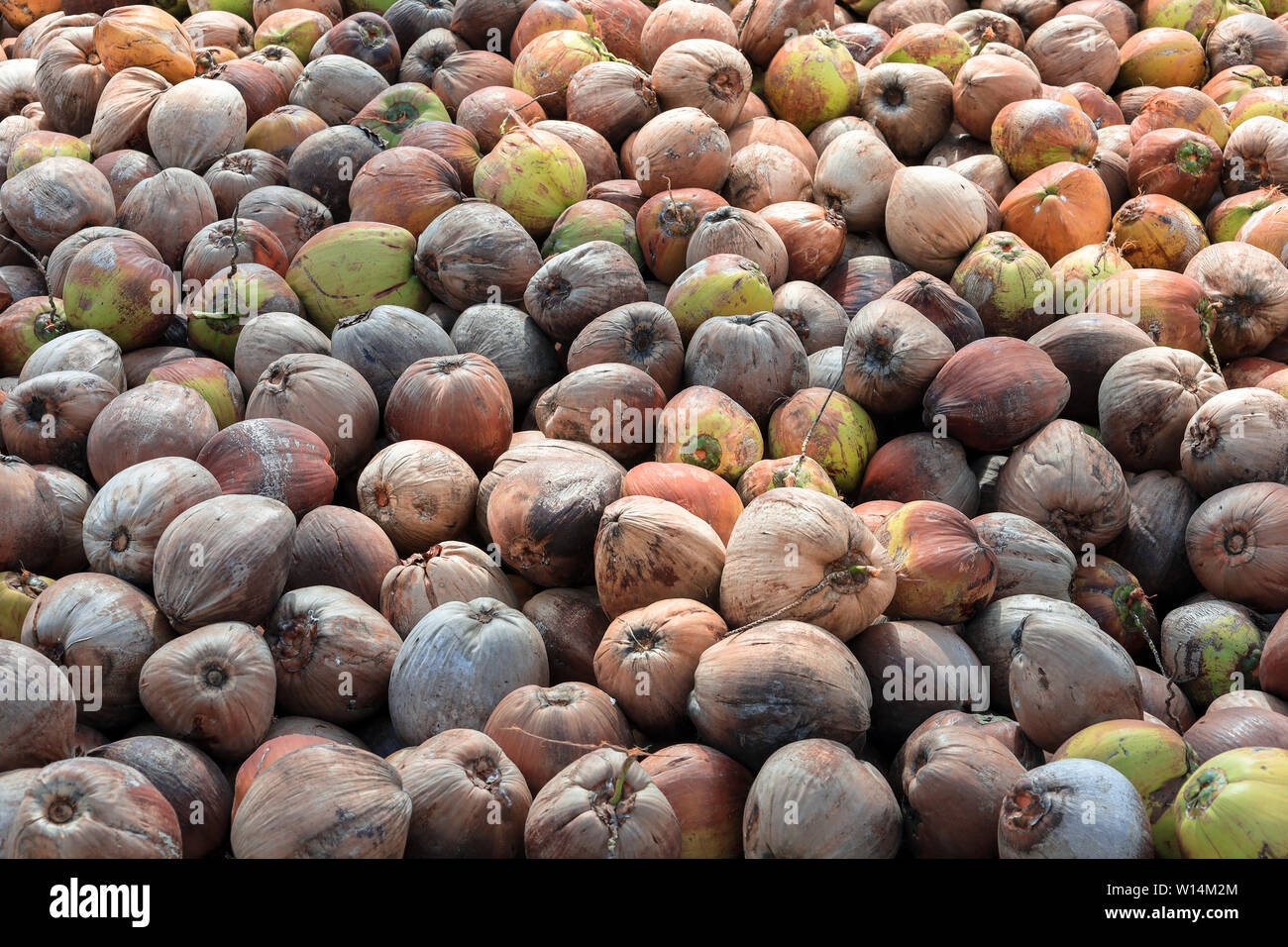 Many coconuts hi-res stock photography and images - Alamy