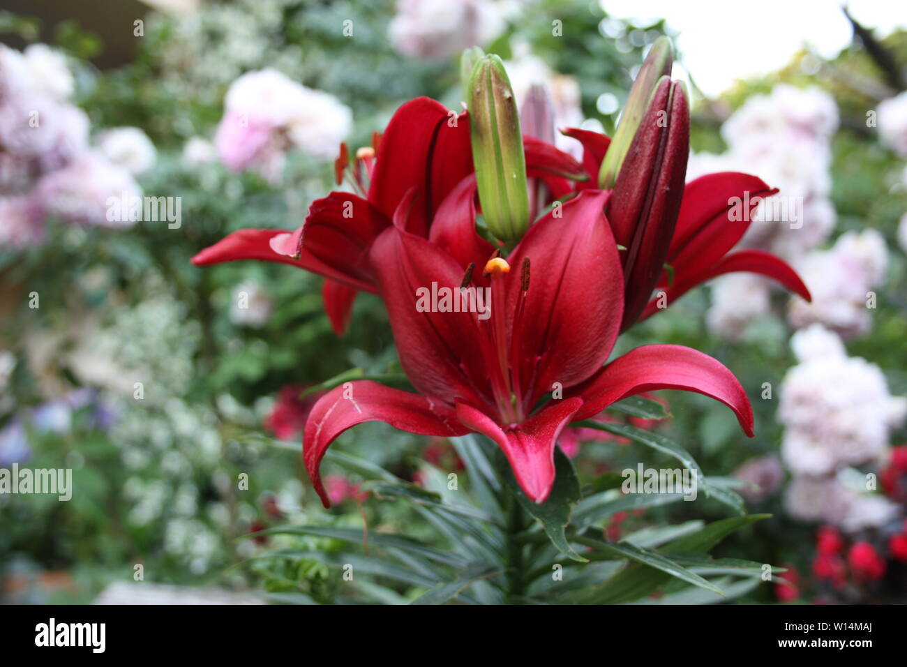 flowering red lily plant. botanical close-up and floral detail Stock ...