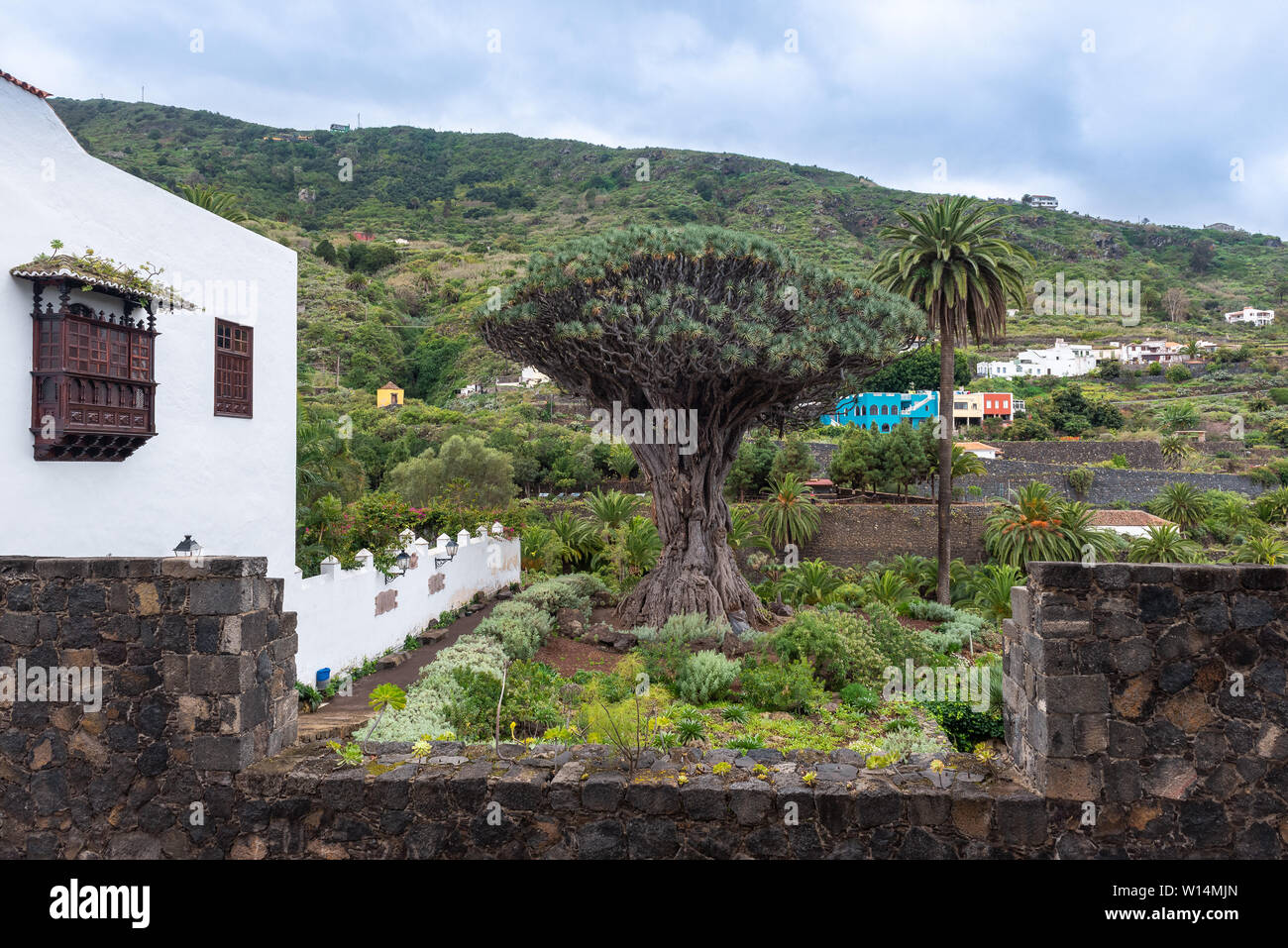 Millenary dragon tree hi-res stock photography and images - Alamy