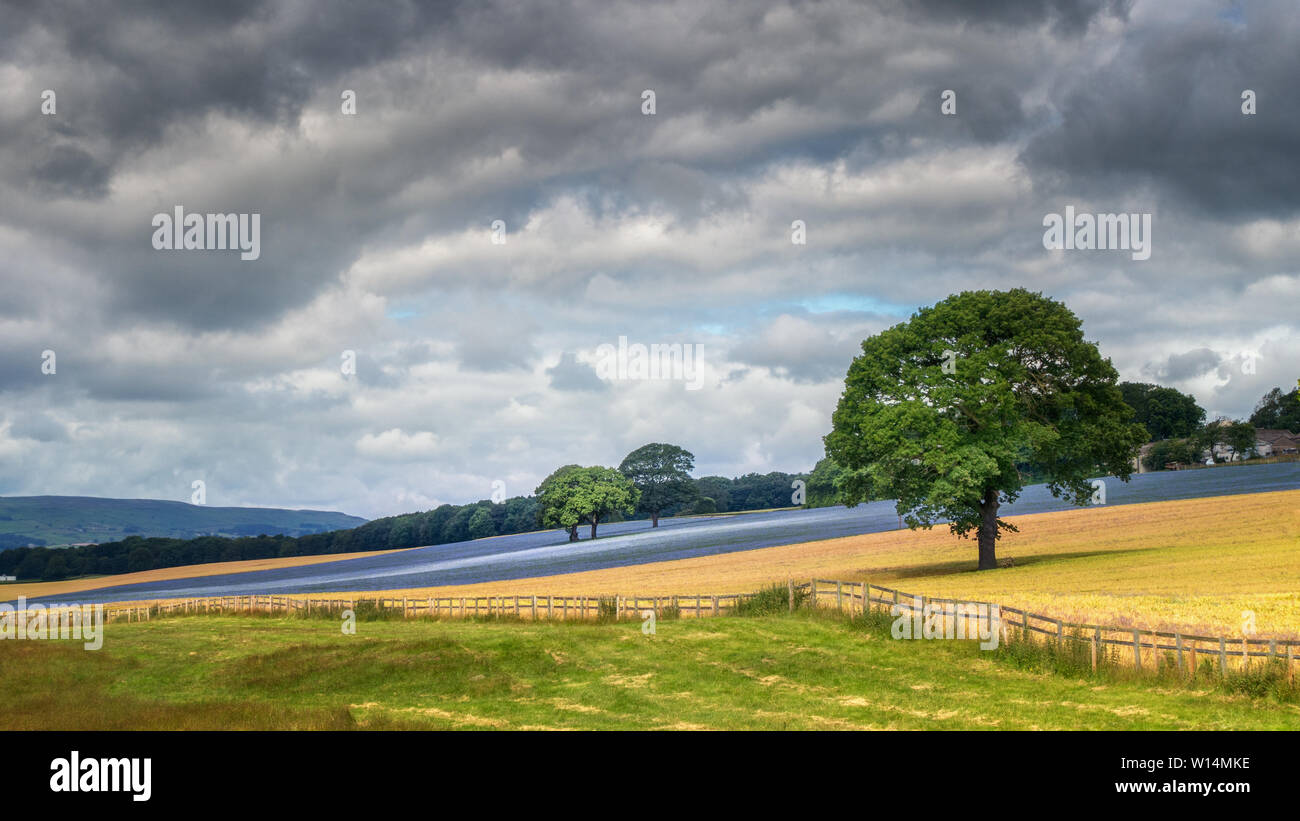 Linseed field hi-res stock photography and images - Alamy