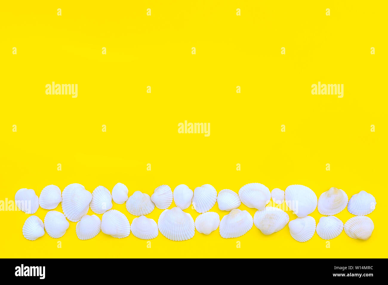 White sea shells laid out as a strip or line on a bright yellow ...