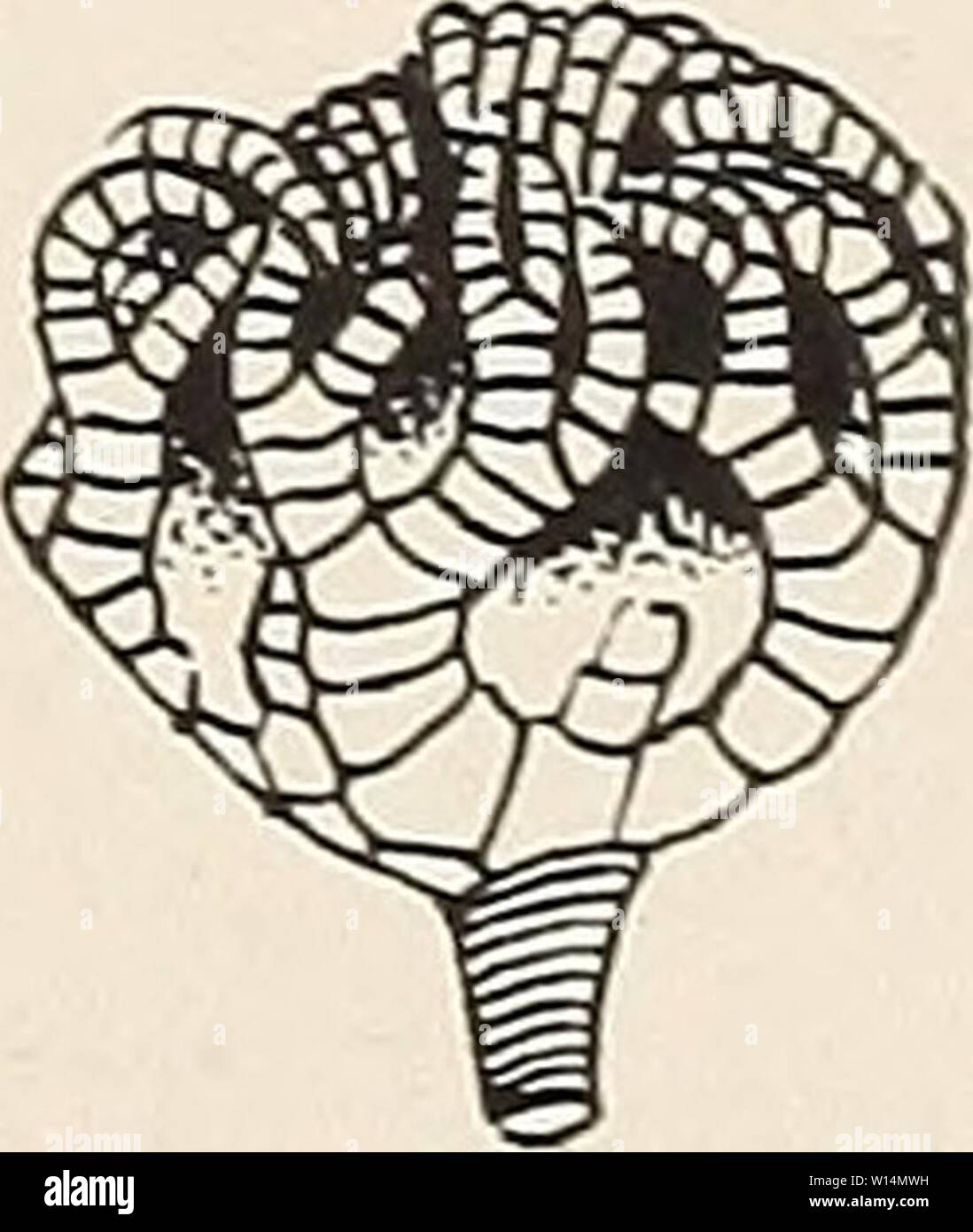 Archive image from page 20 of The Devonian crinoids of the Stock Photo ...